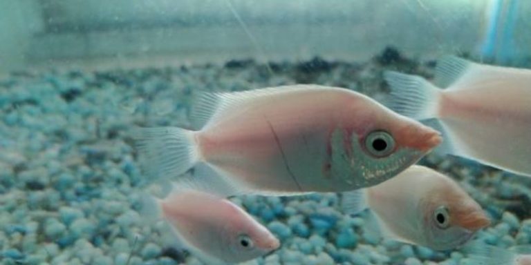 How to Breed Gourami Fish?