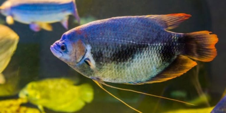 How to Take Care of Gourami Fish?