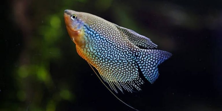 What Is Dwarf Gourami Disease??